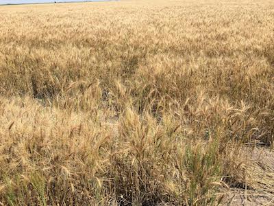 Dryland production systems - Ogallala Water